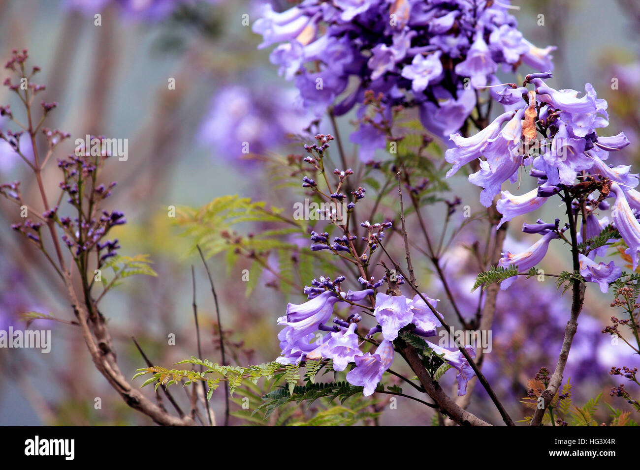 Beautiful violet home flowers hi-res stock photography and images - Alamy