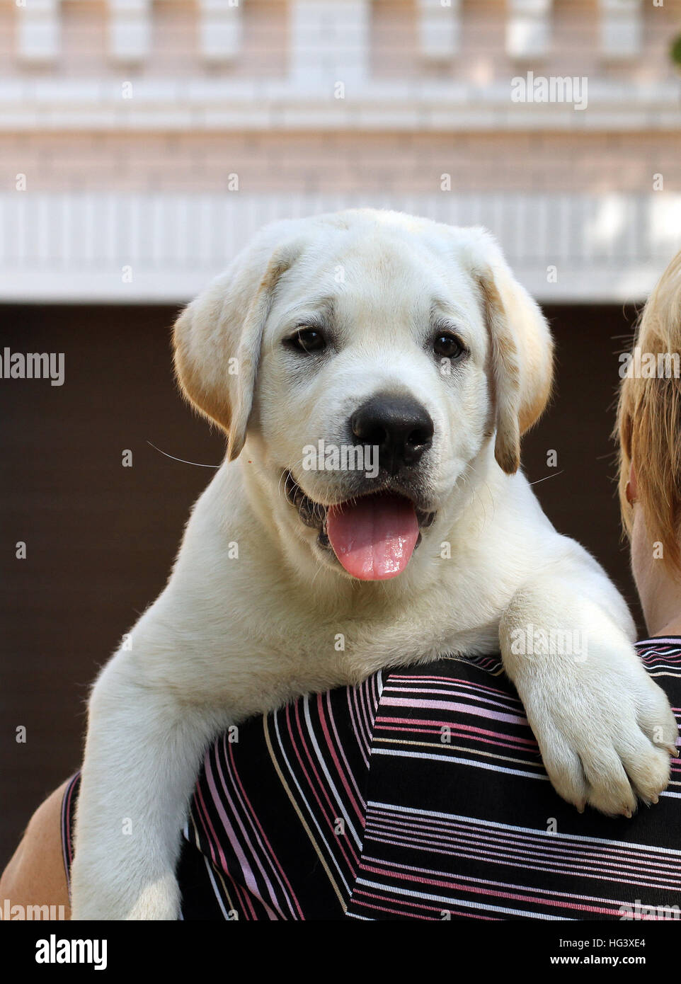 the little cute yellow labrador puppy a shoulder of a man Stock Photo ...