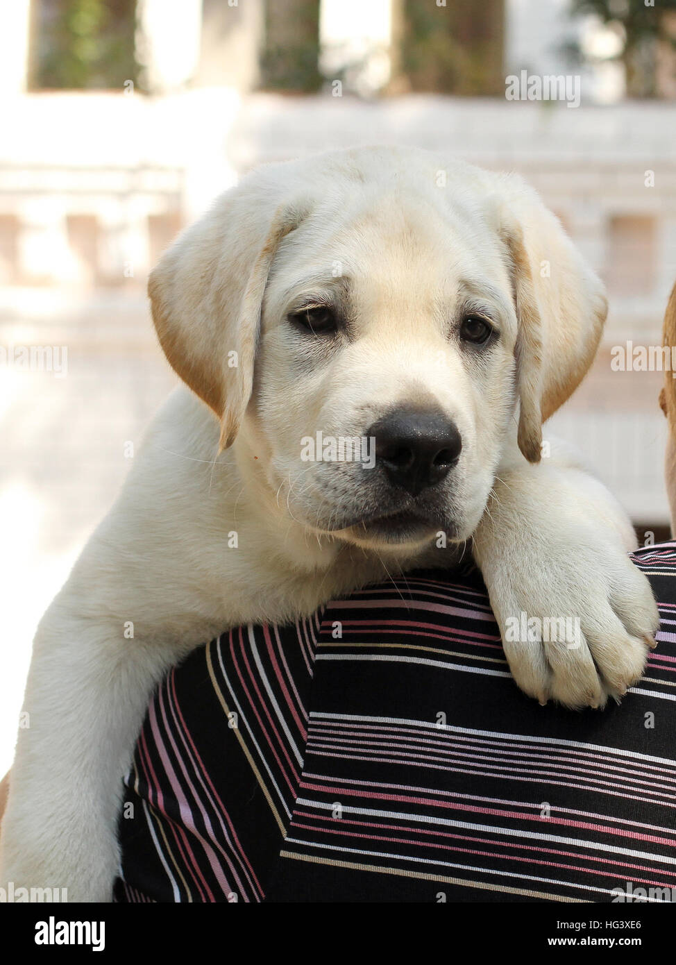 a little cute yellow labrador puppy a shoulder of a man Stock Photo - Alamy