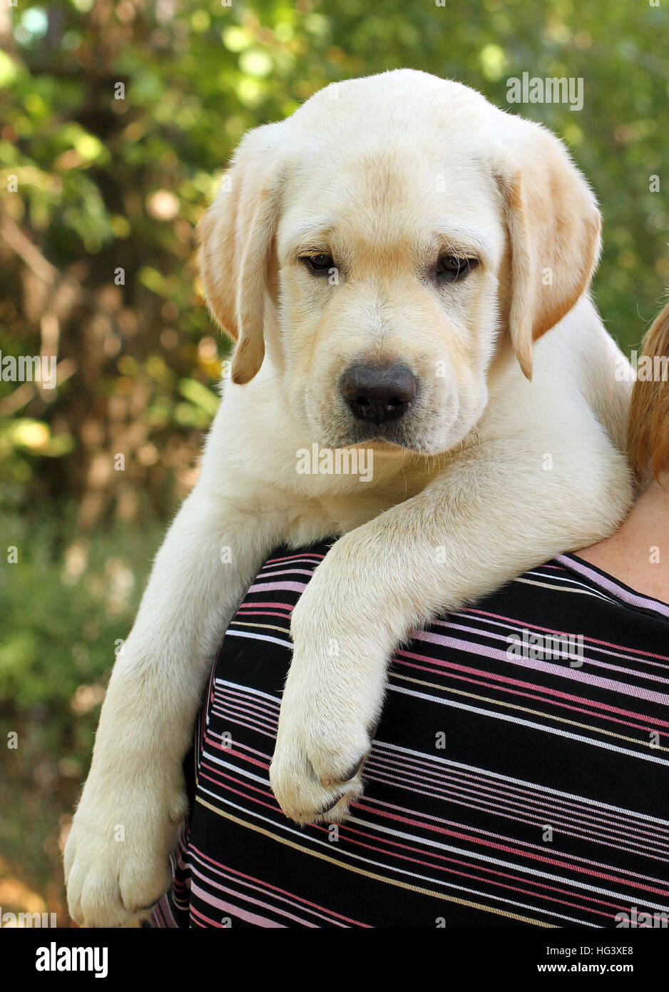 little cute yellow labrador puppy a shoulder of a man Stock Photo - Alamy