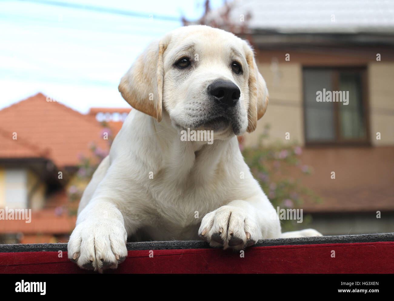 little cute yellow labrador puppy laying on a red background Stock ...