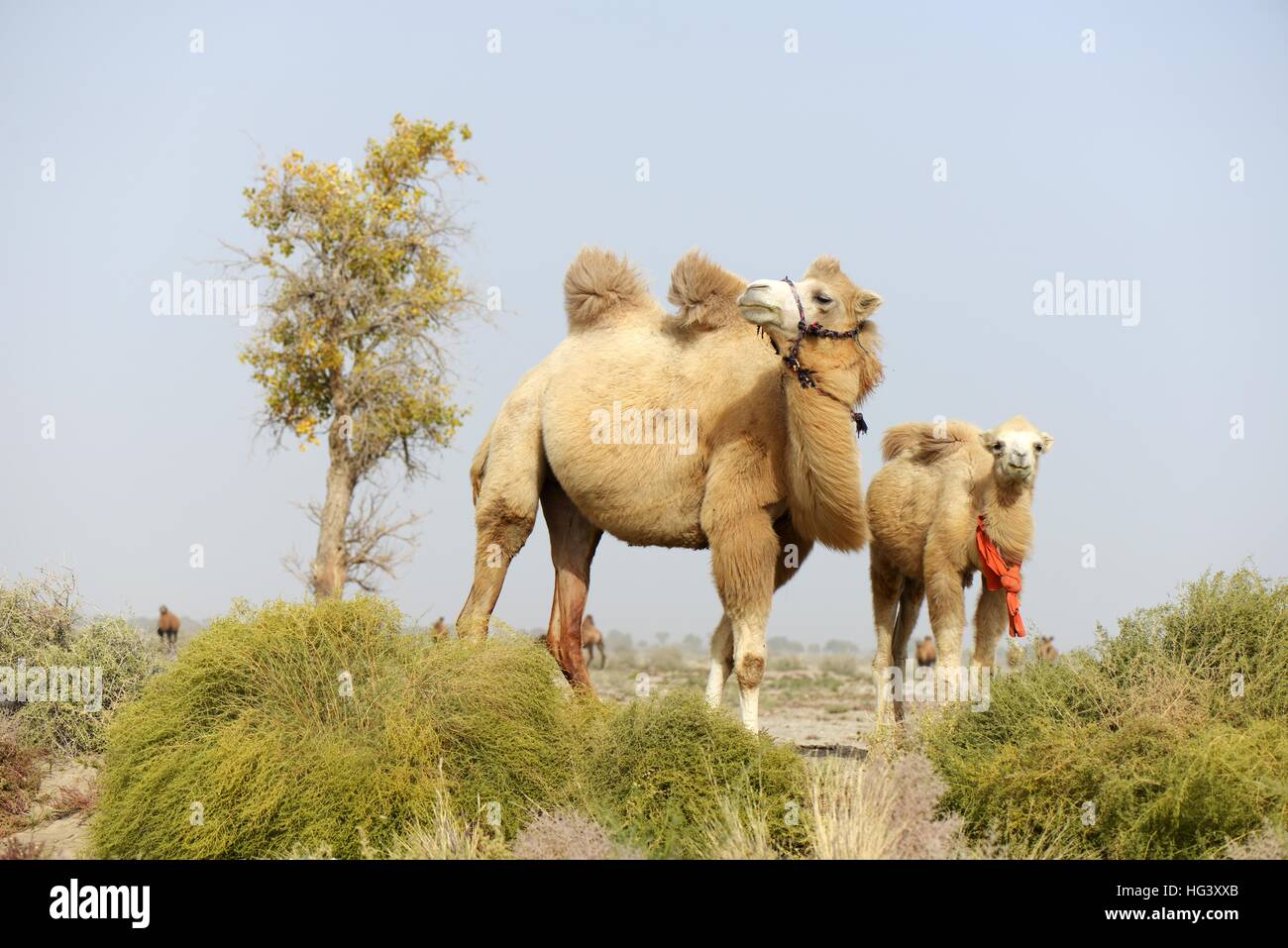 Camels in the wildness Stock Photo - Alamy