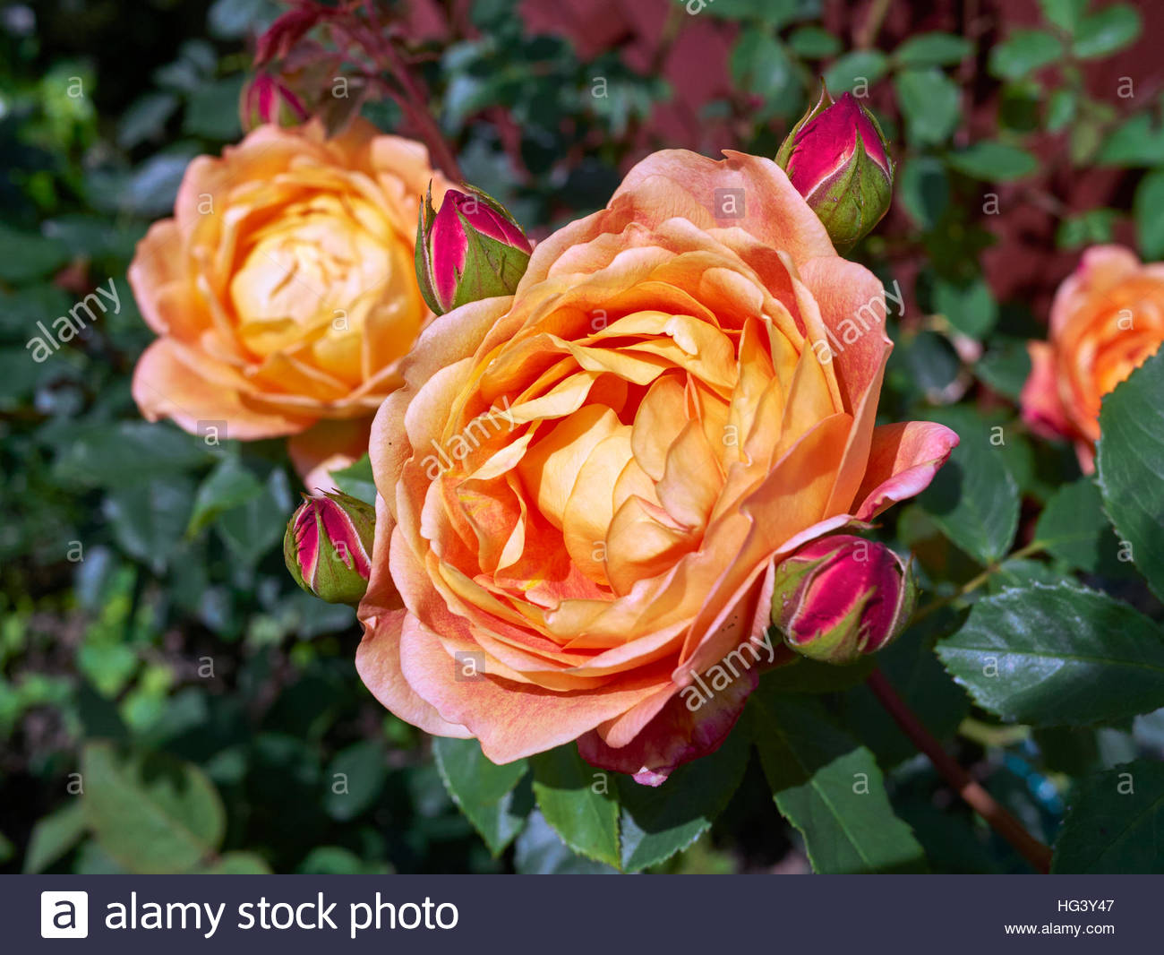 Lady Of Shalott Stock Photos & Lady Of Shalott Stock Images - Alamy