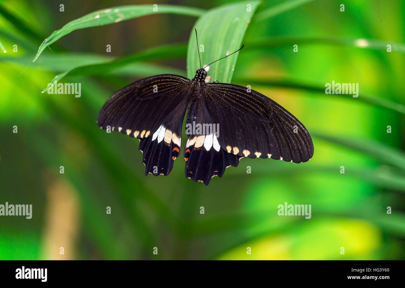 Common Mormon butterfly (Papilio polytes) from Asia Stock Photo - Alamy