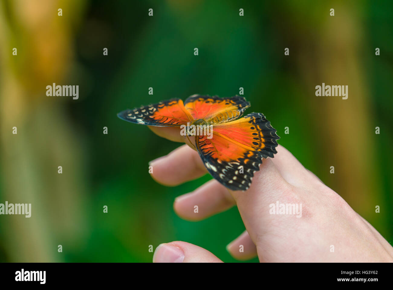 The Red Lacewing butterfly (Cethosia biblis) sitting on hand Stock ...