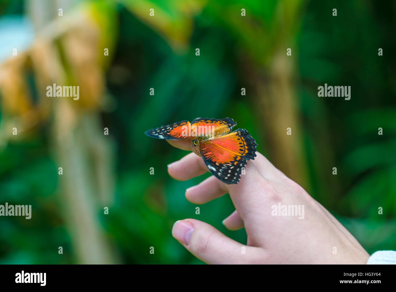 The Red Lacewing butterfly (Cethosia biblis) sitting on hand Stock ...