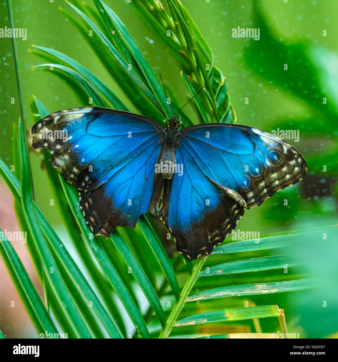 The Peleides Blue Morpho or The Emperor butterfly (Morpho peleides ...