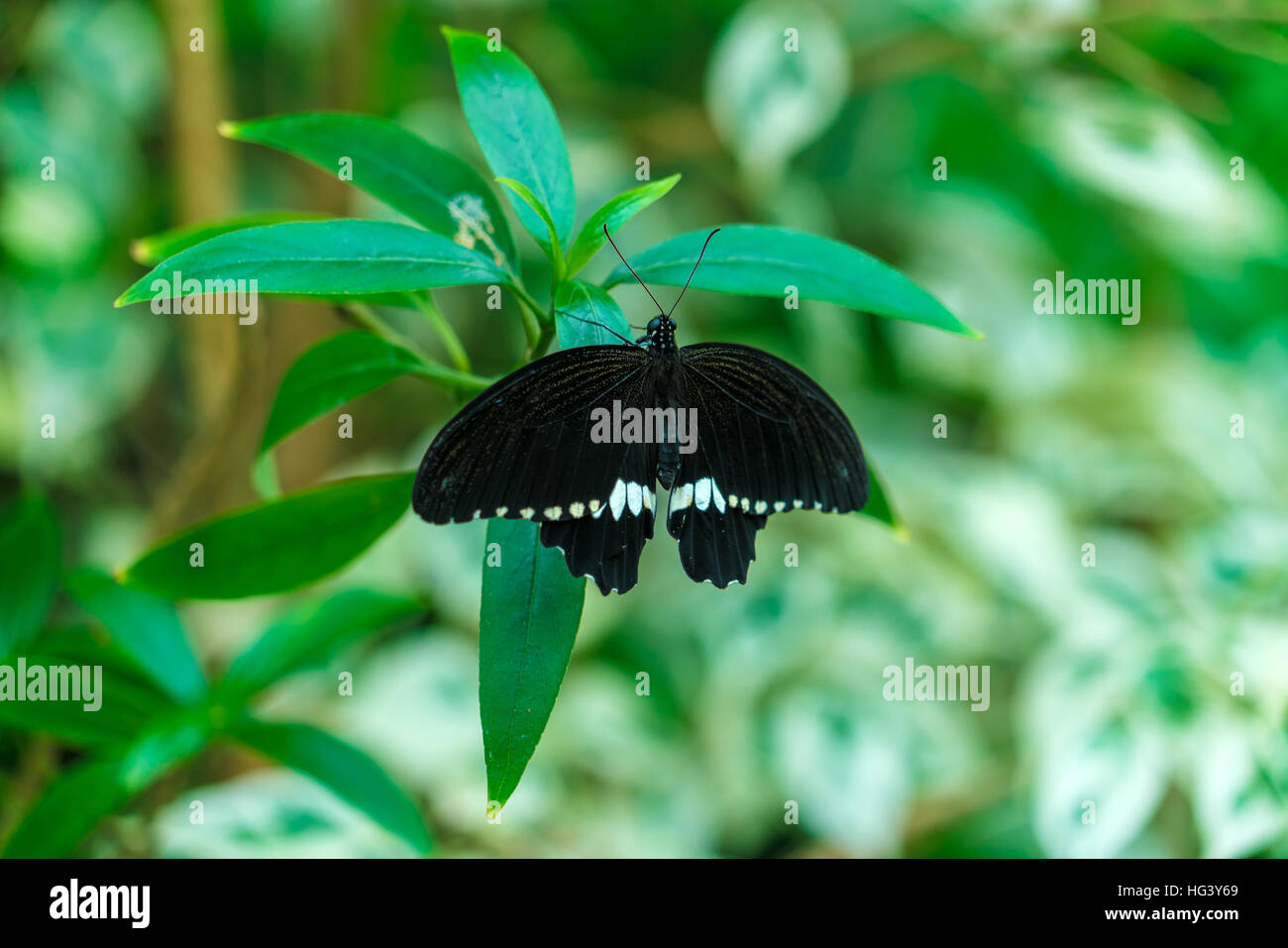Common Mormon butterfly (Papilio polytes) from Asia Stock Photo - Alamy
