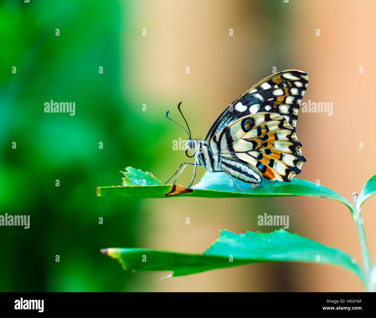 Common lime swallowtail butterfly hi-res stock photography and images ...