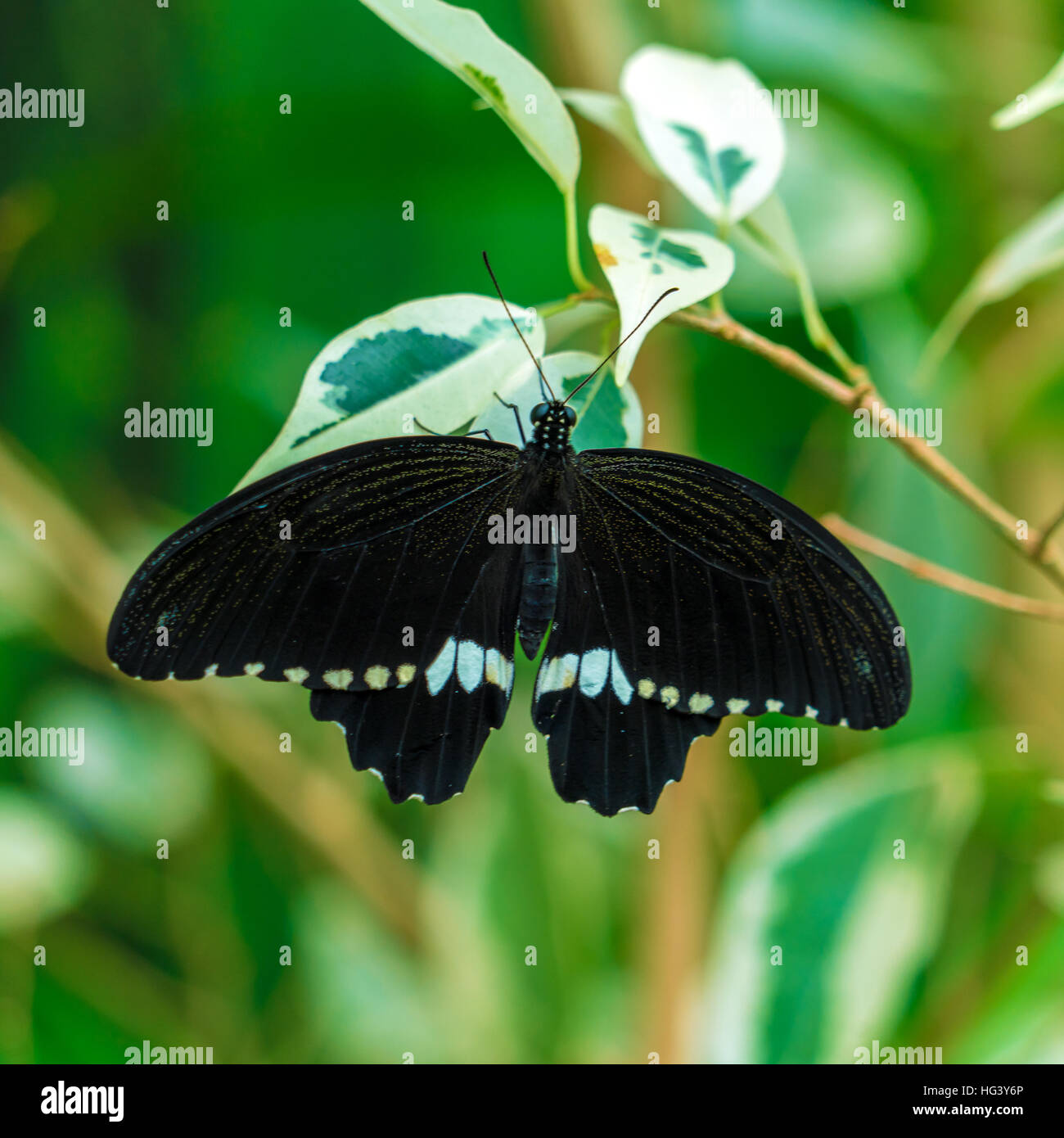 Common Mormon butterfly (Papilio polytes) from Asia Stock Photo - Alamy