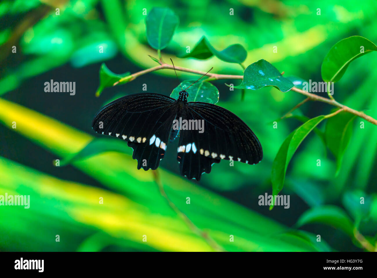 Common Mormon butterfly (Papilio polytes) from Asia Stock Photo - Alamy