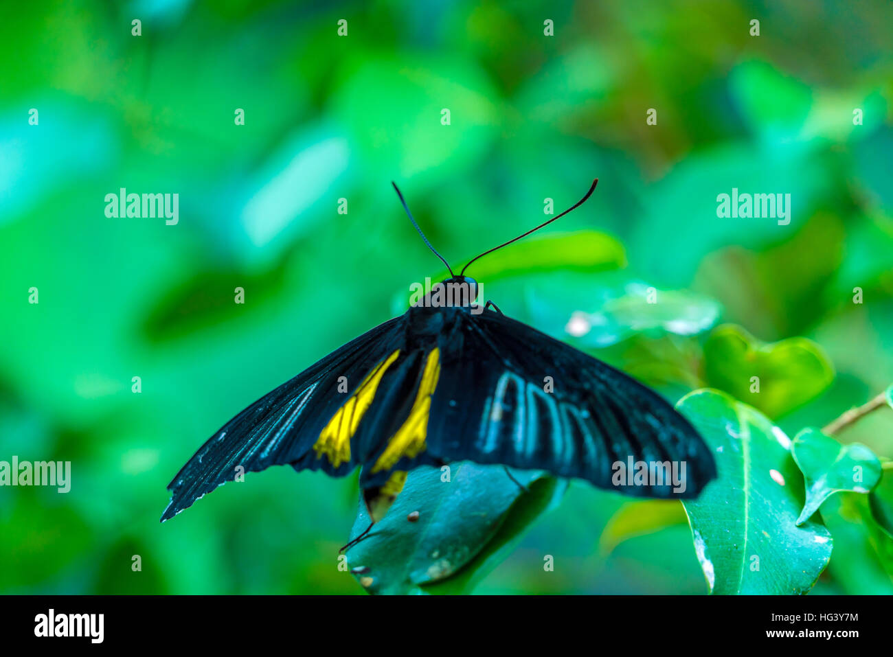 Golden birdwing butterfly (Troides rhadamantus) from Philippines Stock ...