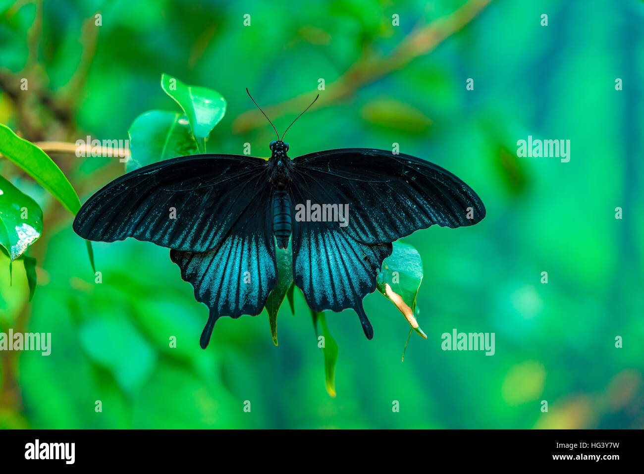 Pink rose, a butterfly of the family Papilionidae (Pachliopta kotzebuea ...