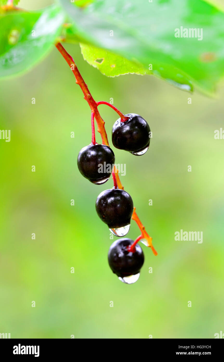 Berry berries with rain drops and rain Stock Photo - Alamy