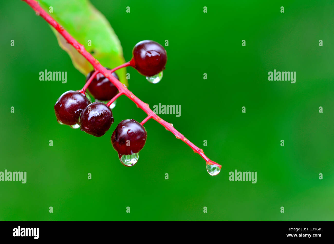 Berry berries with rain drops and rain Stock Photo - Alamy