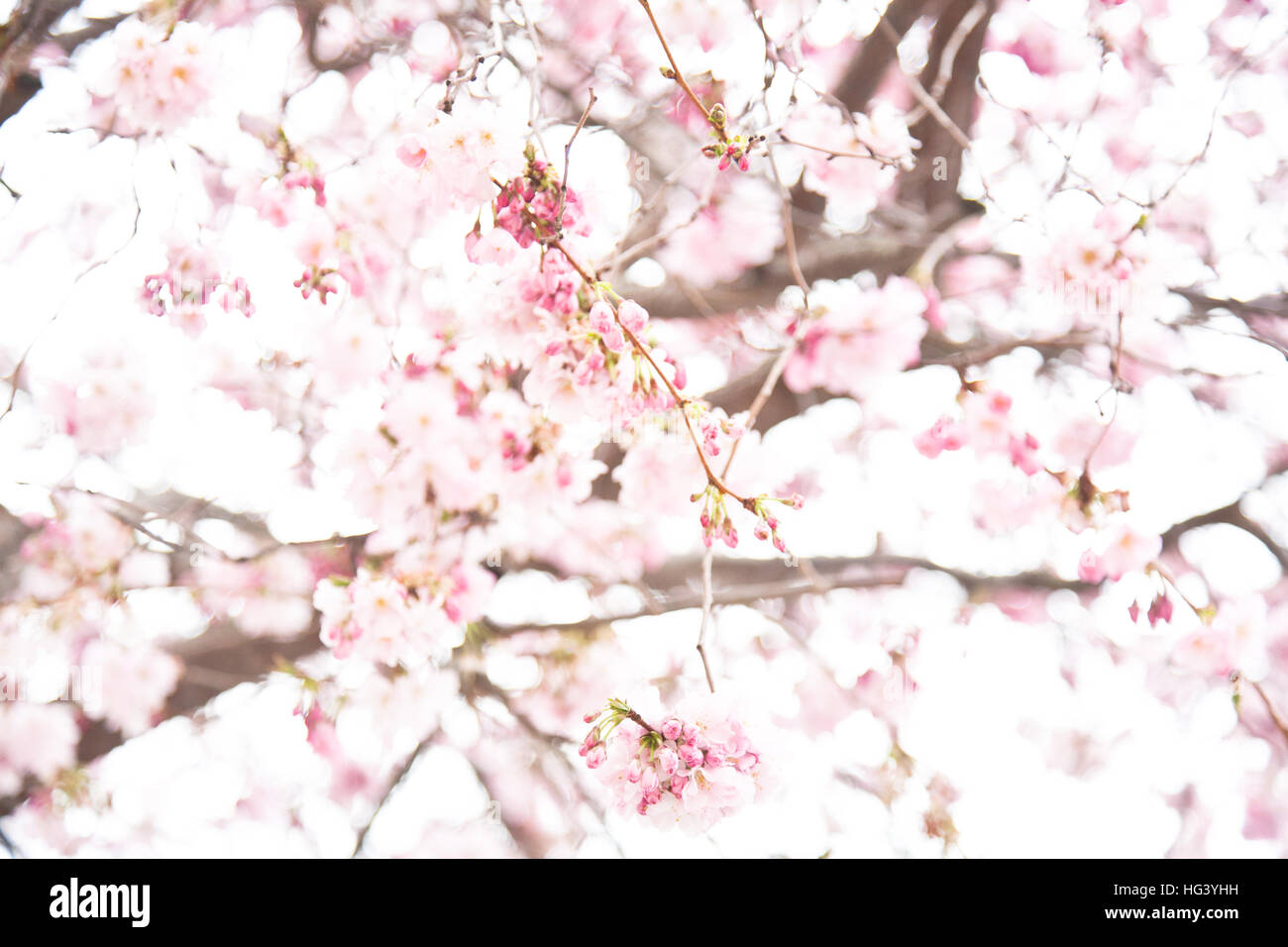 pink blossoms in spring Stock Photo - Alamy