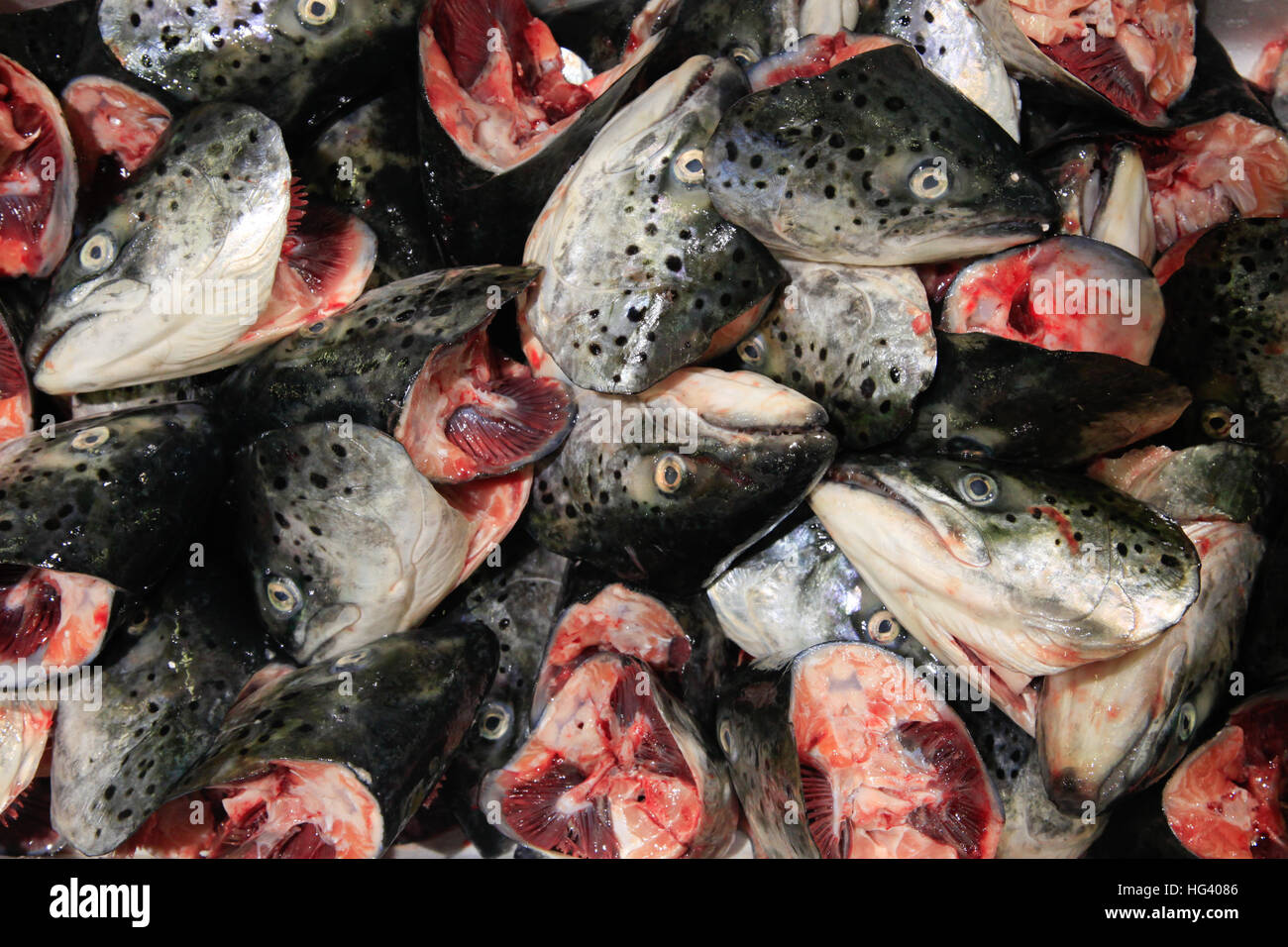Fish heads hi-res stock photography and images - Alamy