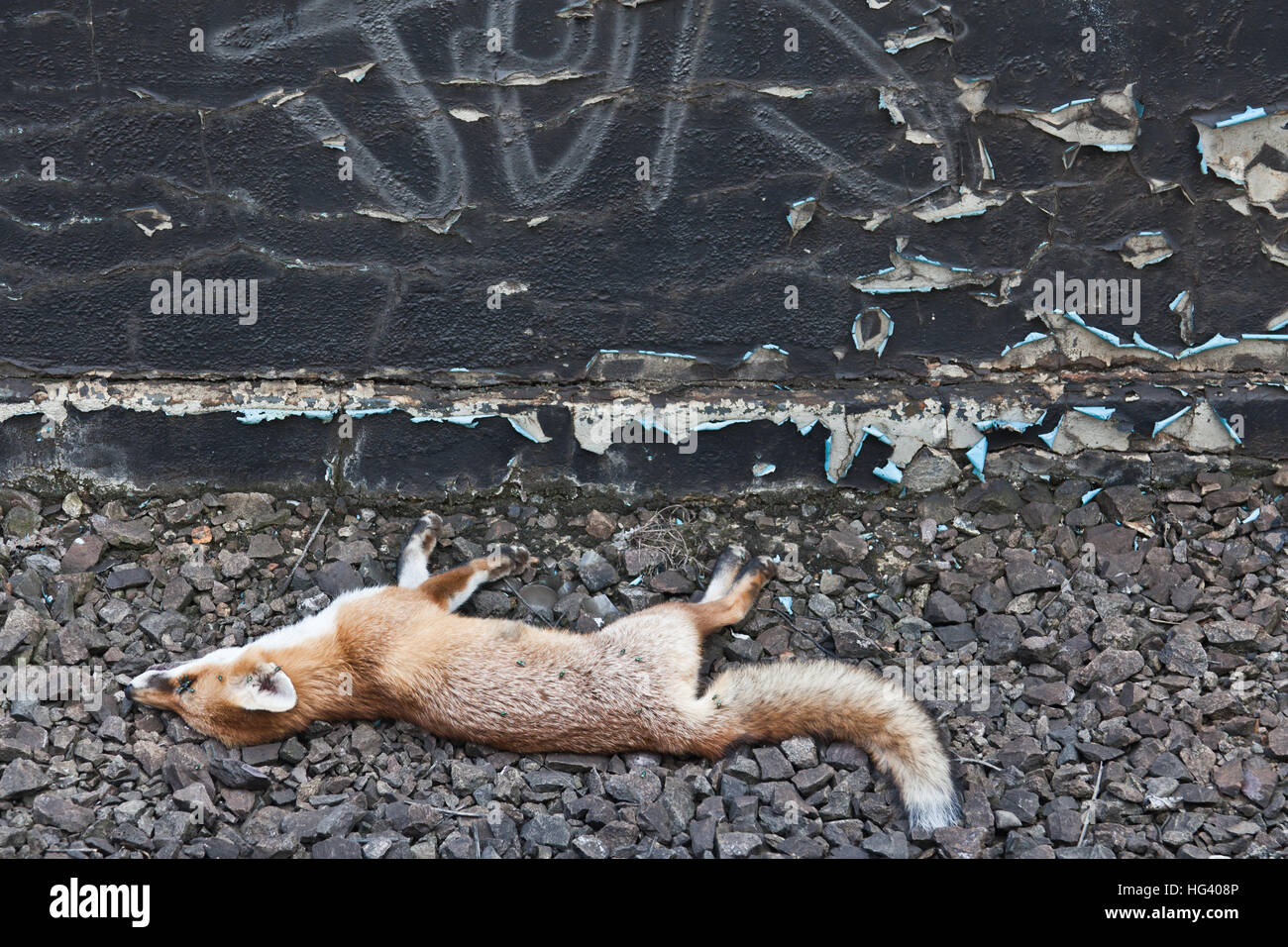 Dead Fox Stock Photos & Dead Fox Stock Images - Alamy