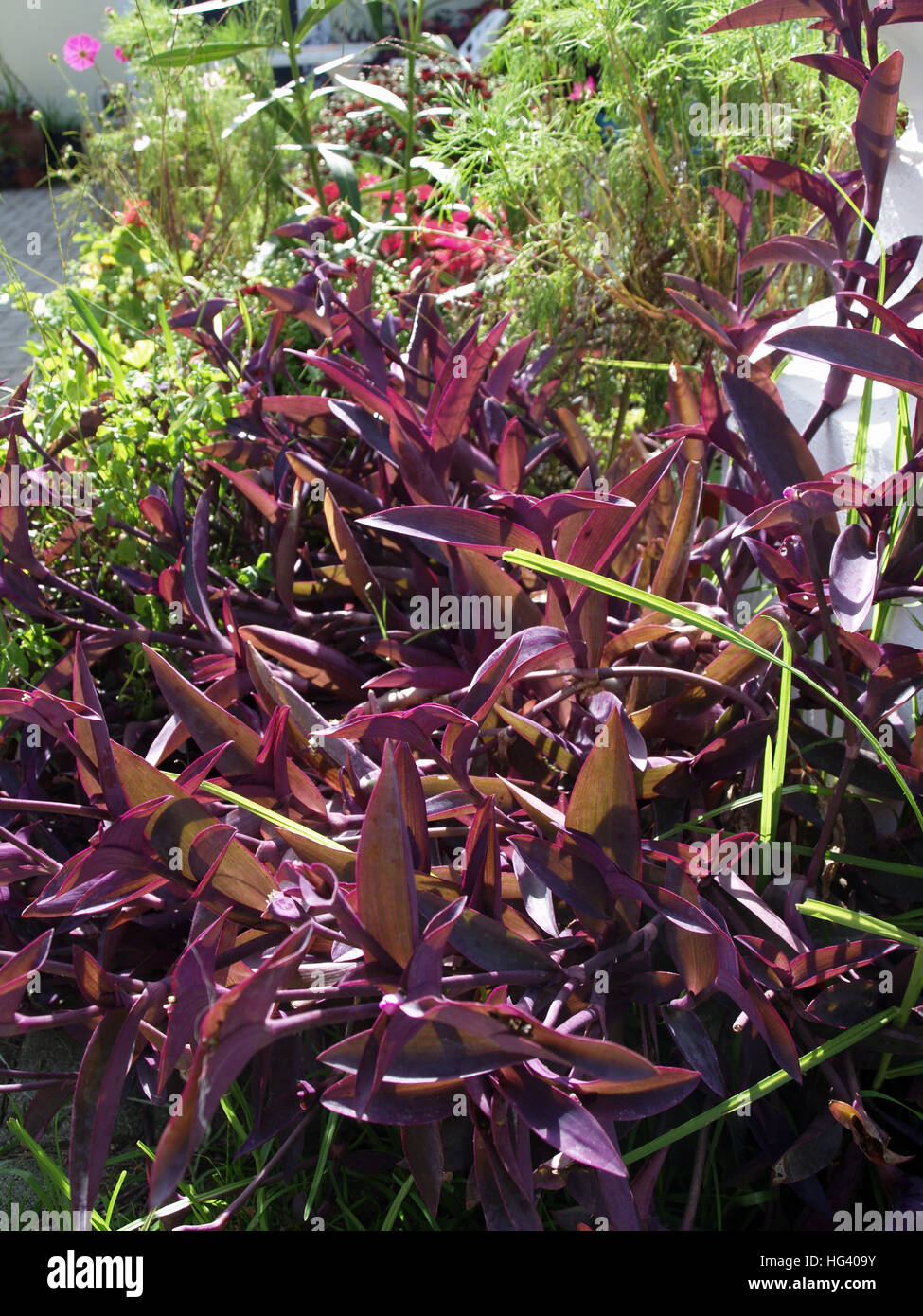 Pretty purple flowers in hedgerow in Corfu Greece Stock Photo - Alamy