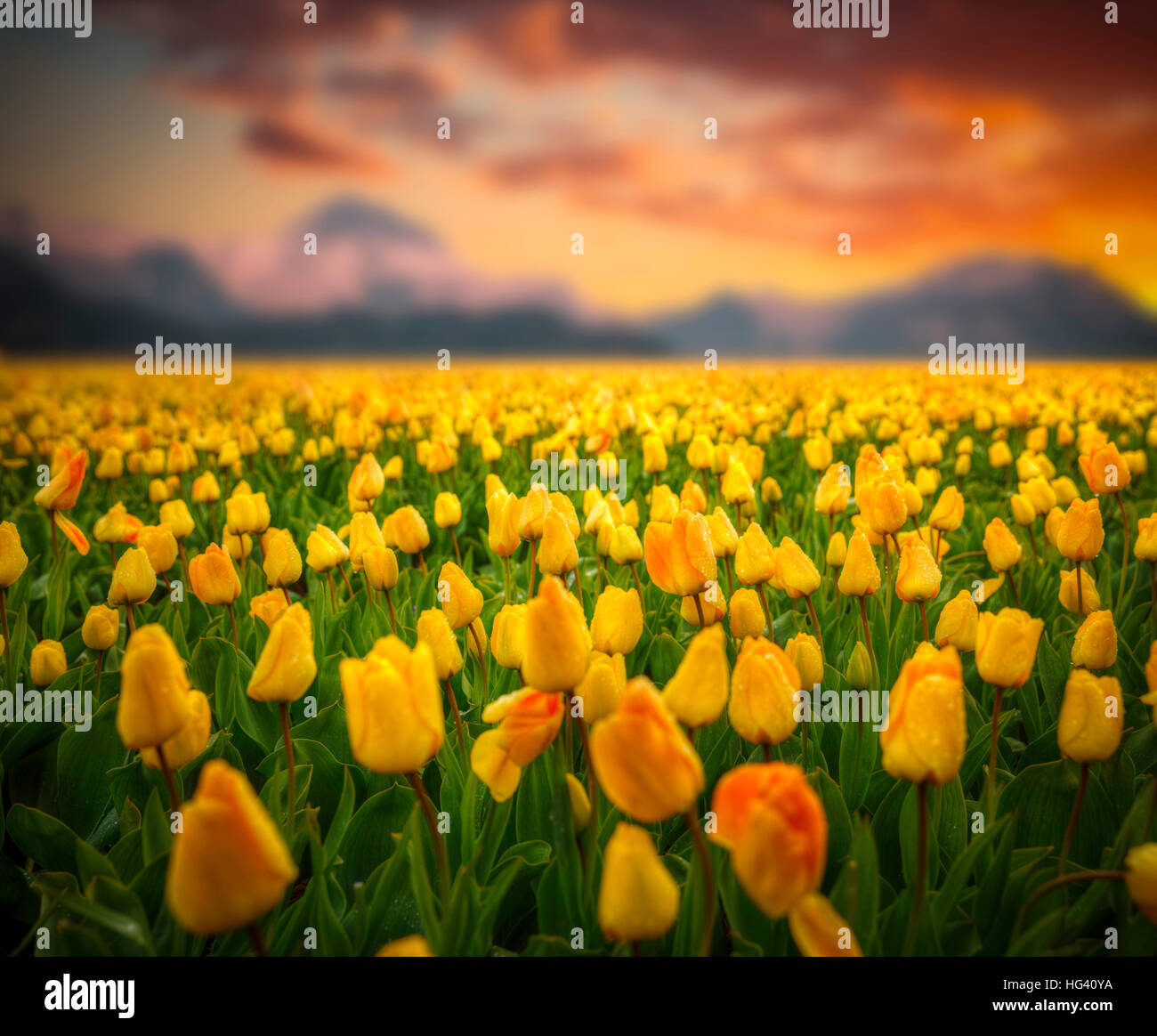 Rows of yellow tulips in countryside. on a background of mountains and ...