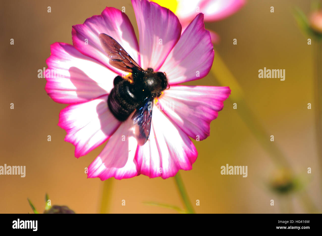 Pink flower and bee collecting Nector and Pollen Stock Photo - Alamy