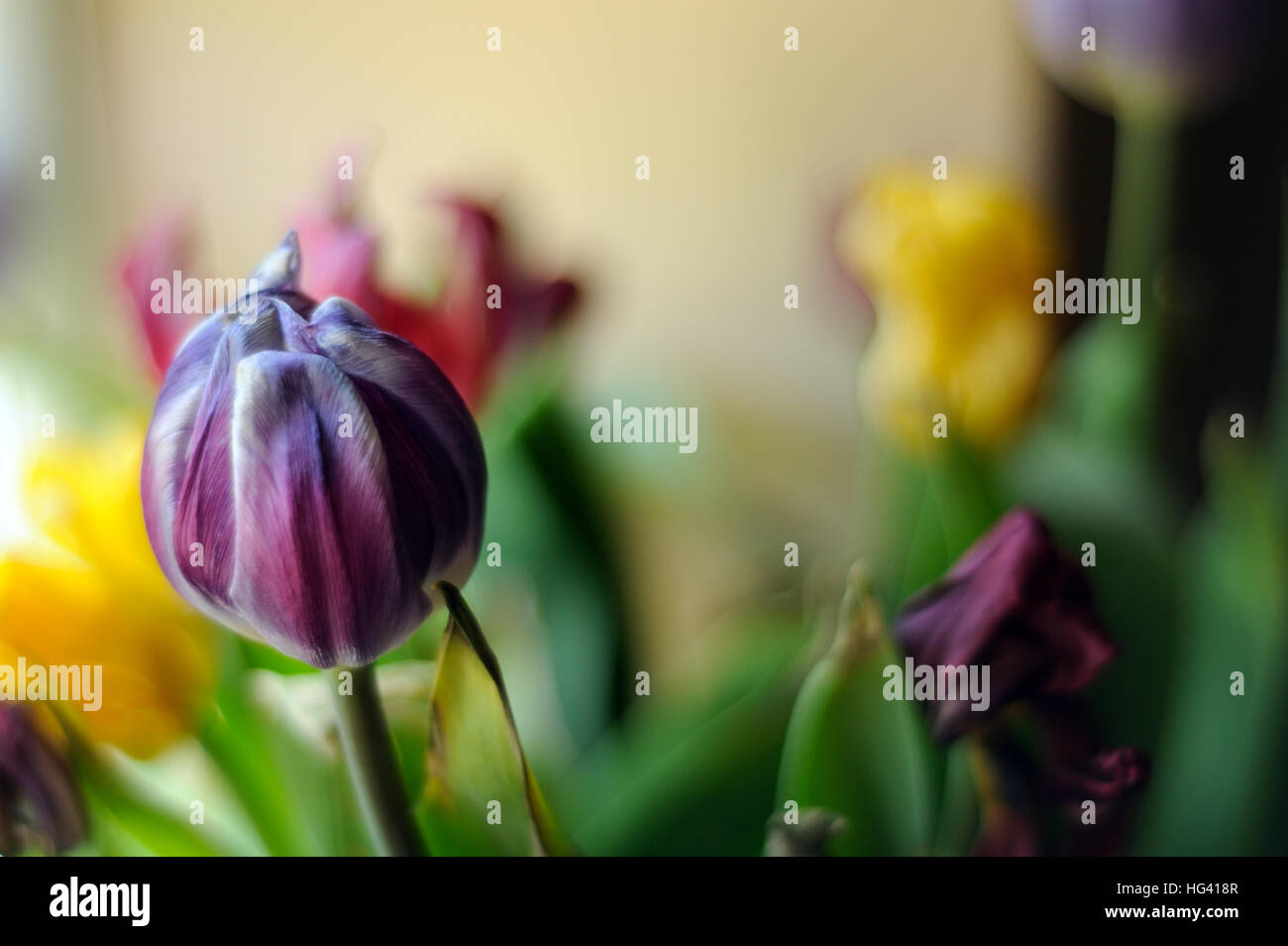 Beautiful spring colour hi-res stock photography and images - Alamy