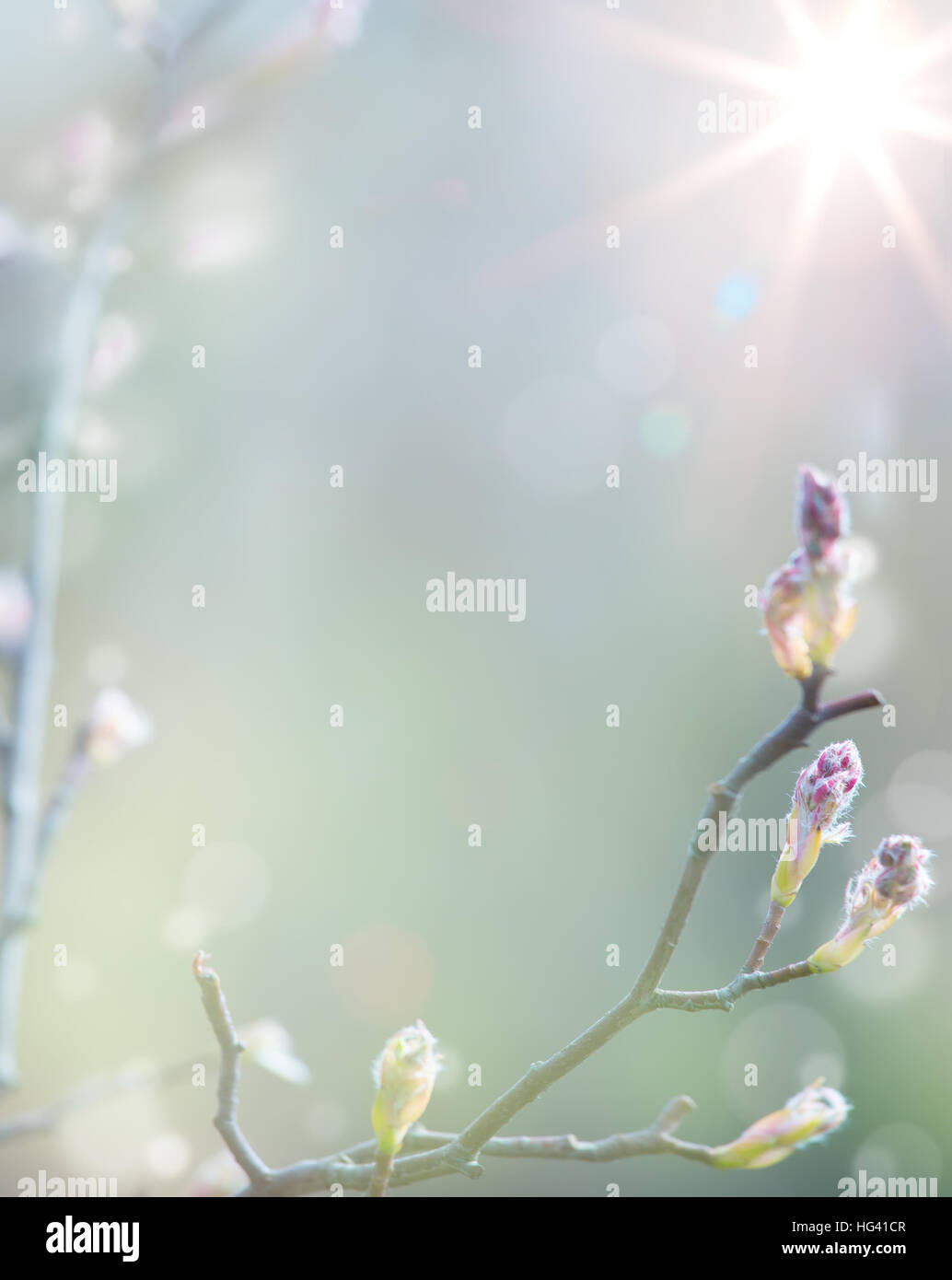 Beautiful spring blossoming tree on sky background Stock Photo - Alamy