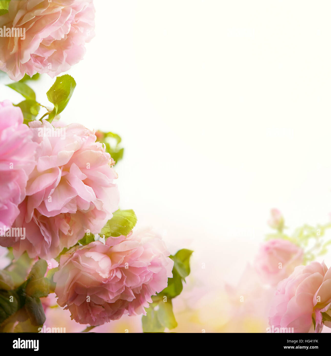 abstract Beautiful pastel floral border background Stock Photo - Alamy