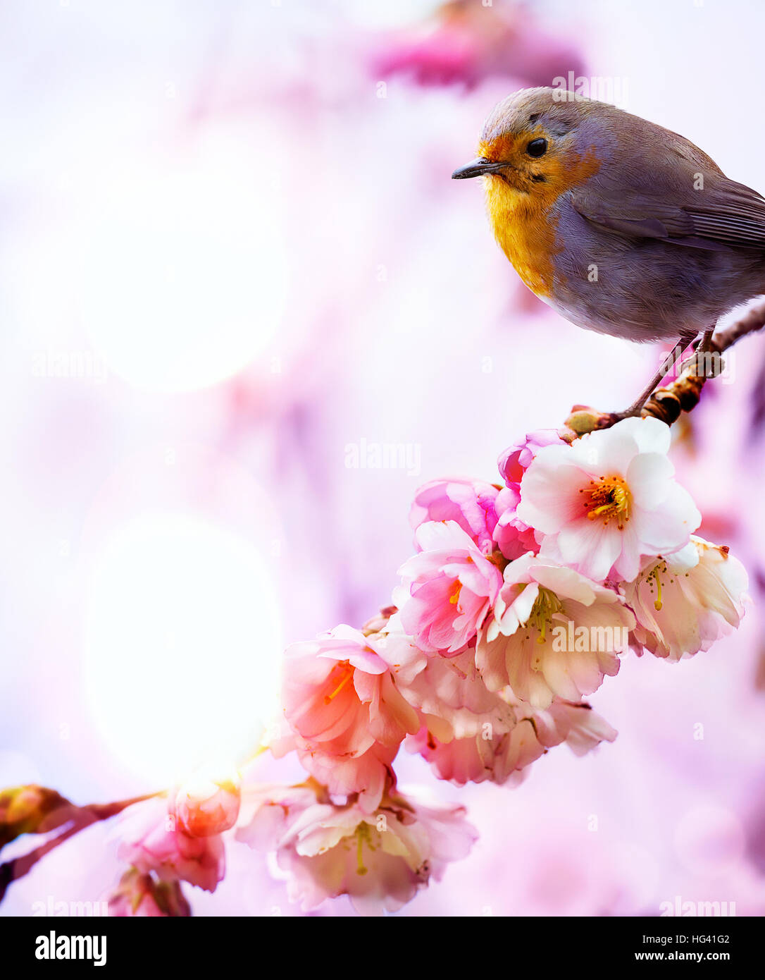 art beautiful spring morning nature background Stock Photo - Alamy