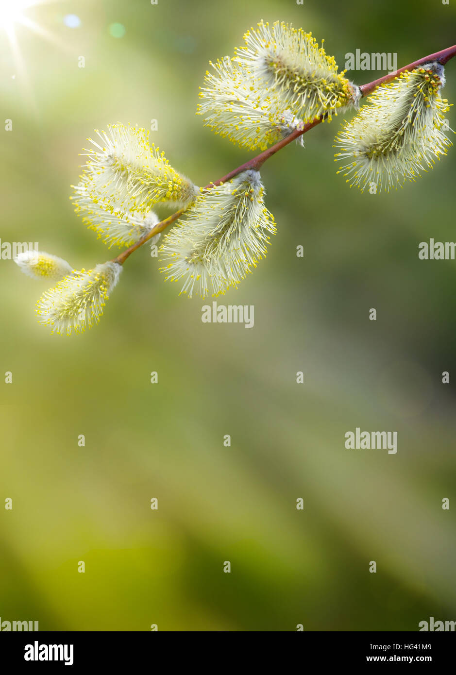 Art Spring border background with white blossom Stock Photo - Alamy