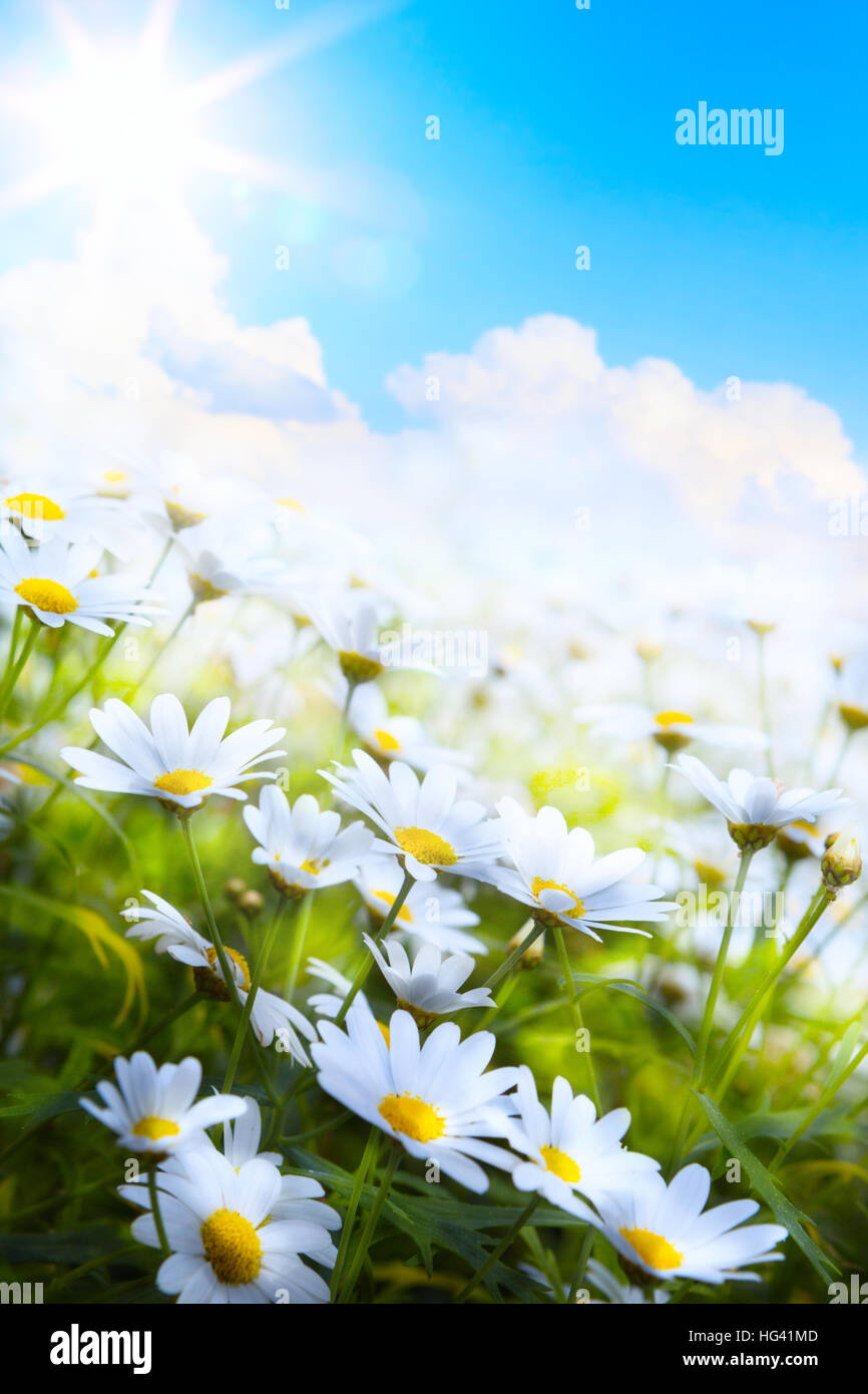 art abstract background spring summer flower in grass Stock Photo - Alamy