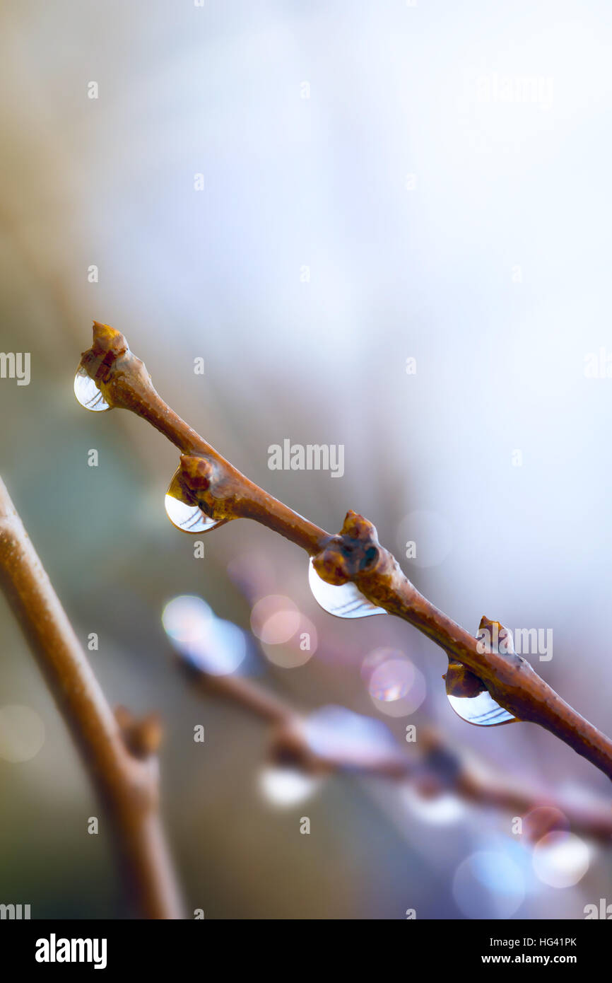 The beautiful spring tree branch with rain drops, macro background ...