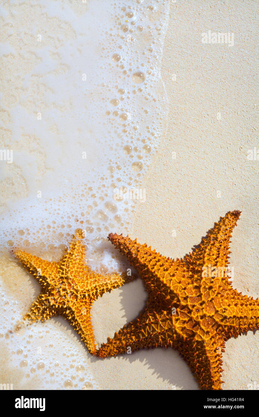 Art beautiful starfish on a beach sand with wave Stock Photo - Alamy