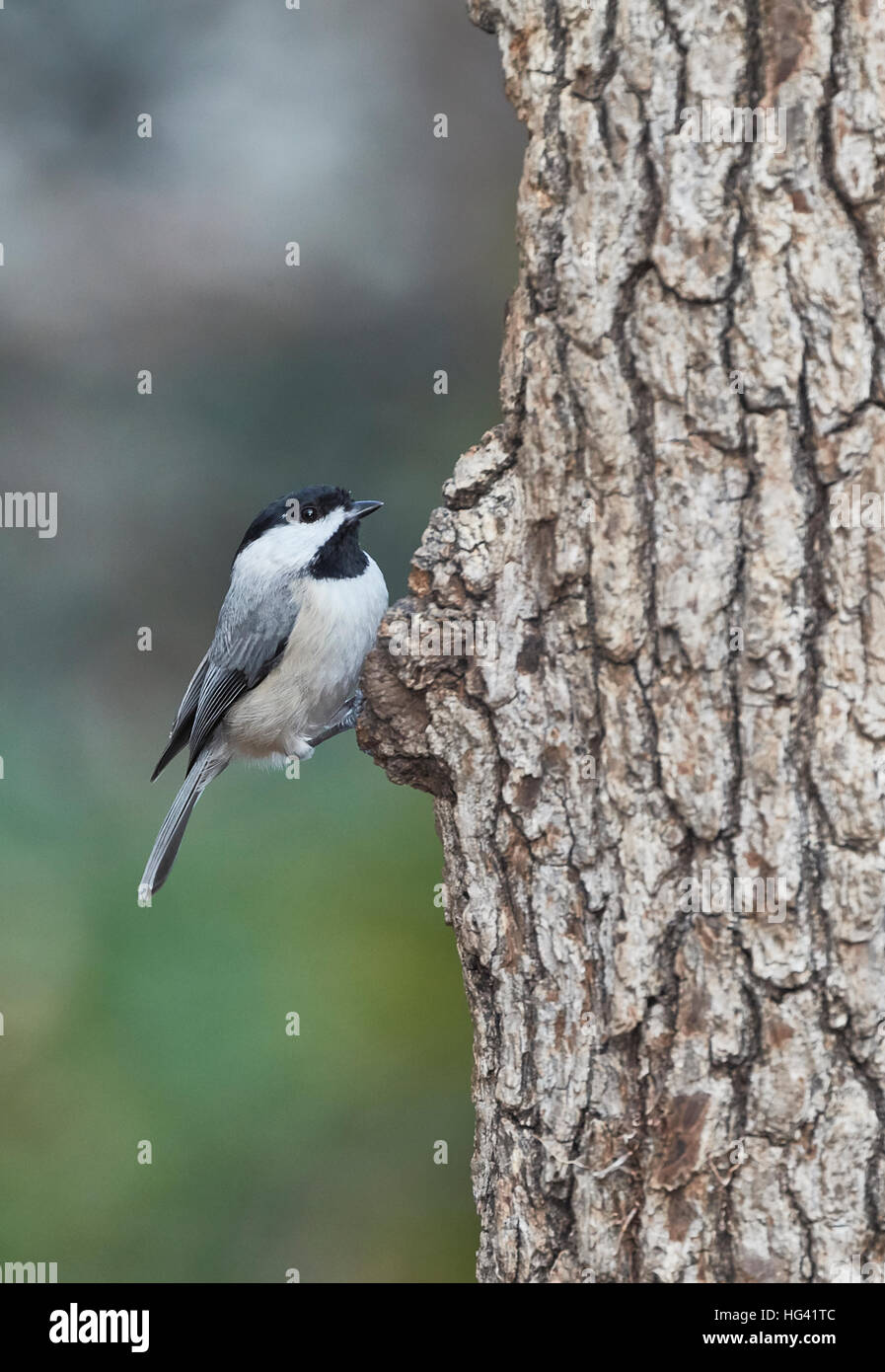 Chickadee hi-res stock photography and images - Alamy