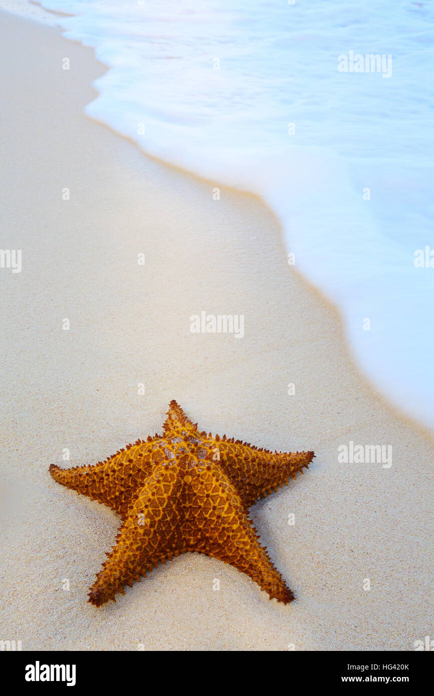 Art starfish on a beach sand with wave Stock Photo - Alamy