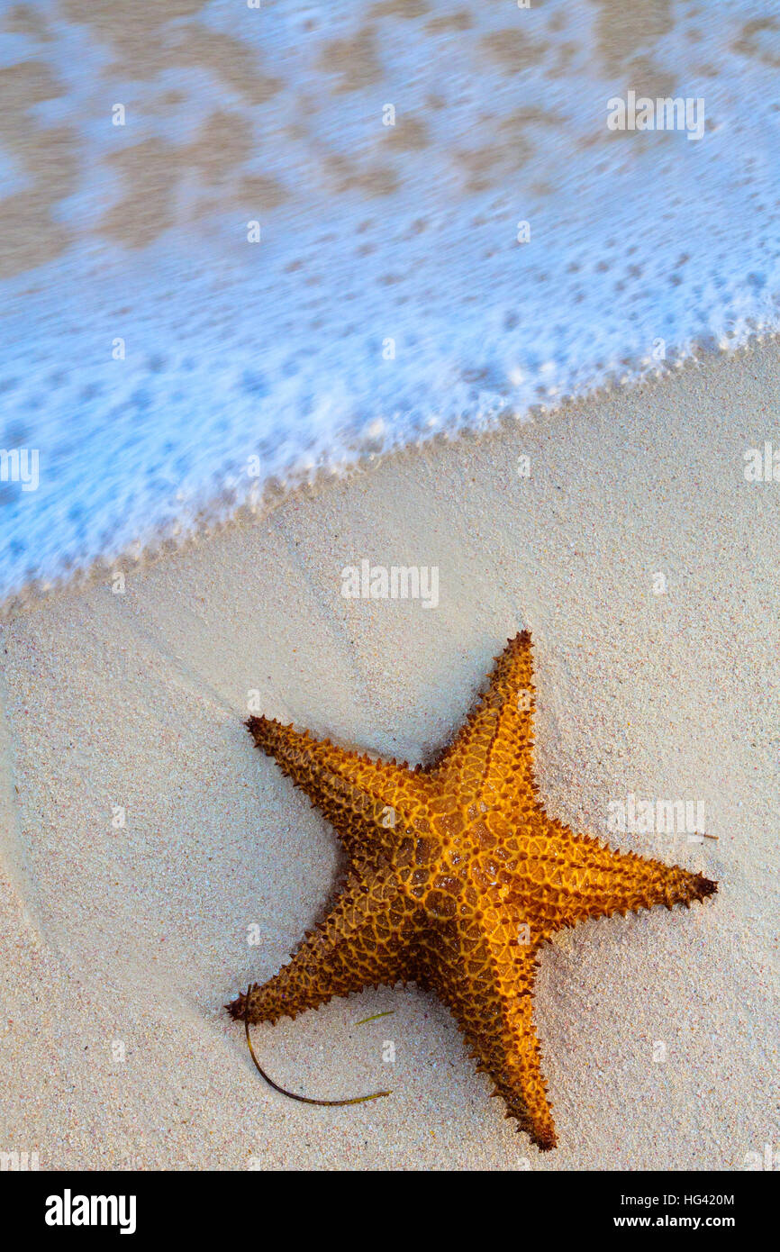 Art starfish on a beach sand with wave Stock Photo - Alamy