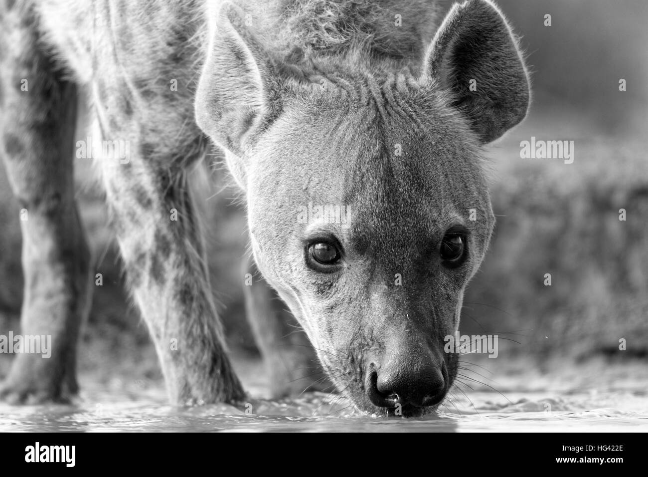 Black Hyena