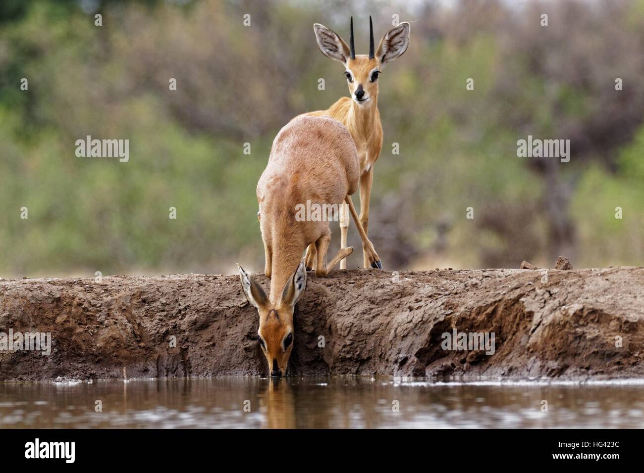 Springbok drinking water hi-res stock photography and images - Alamy