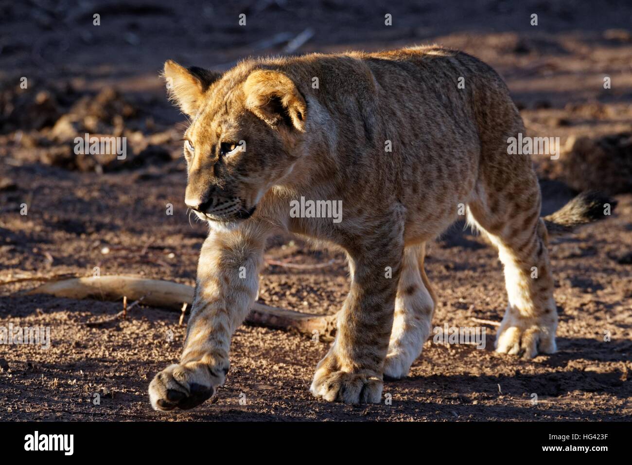 Small lion cub hi-res stock photography and images - Alamy