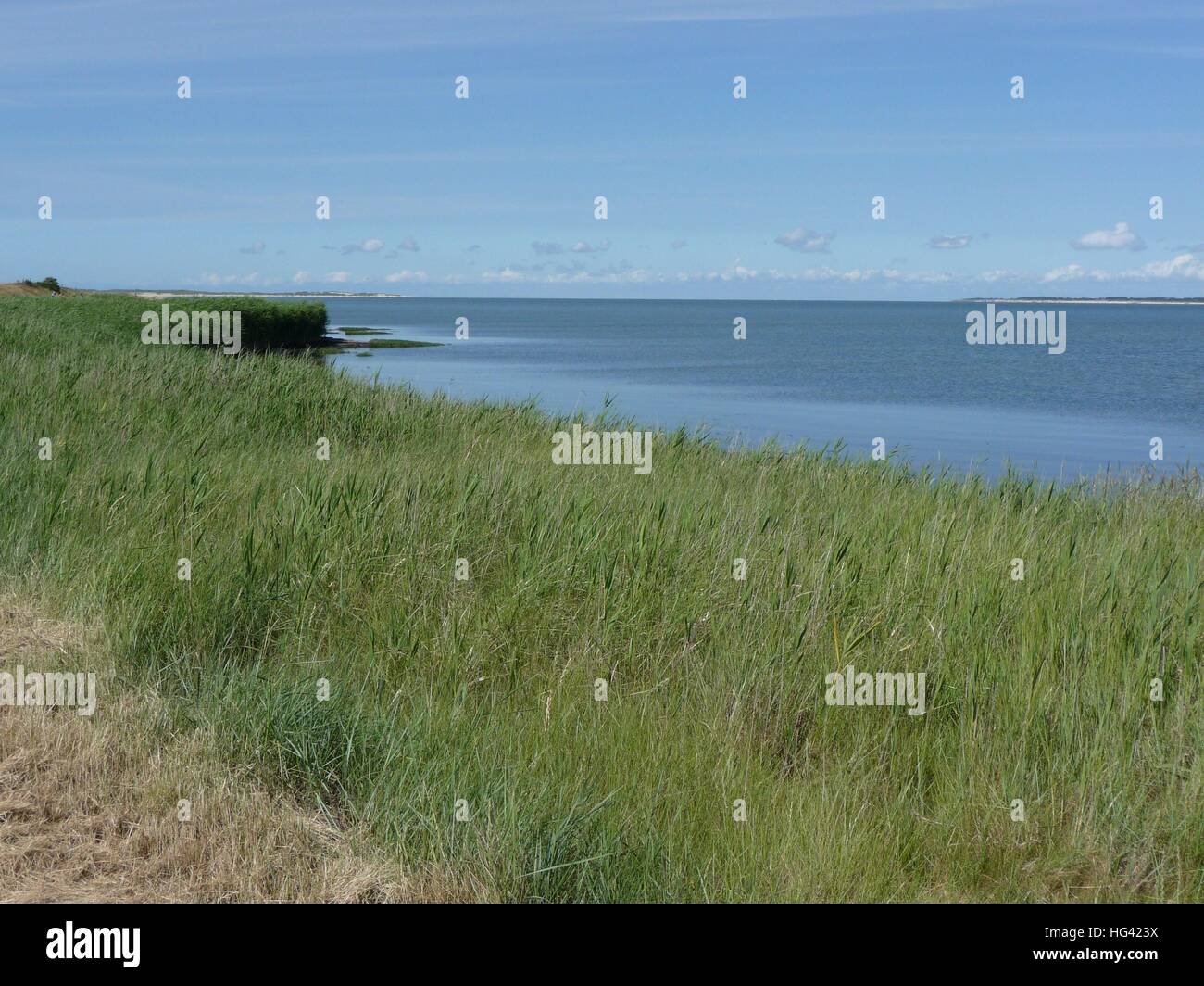 Salt marsh at North Sea island Amrum in Germany, pictured 4 July 2016 ...