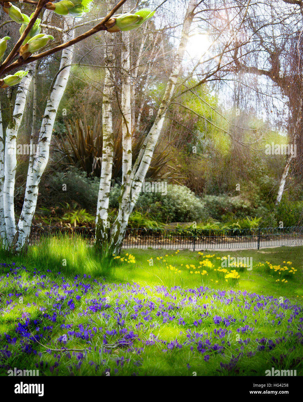 Art Sunlight in the green forest, spring time Stock Photo - Alamy