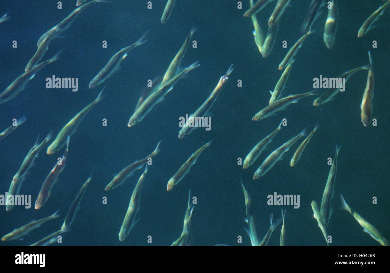 Southern baltic fish hi-res stock photography and images - Alamy