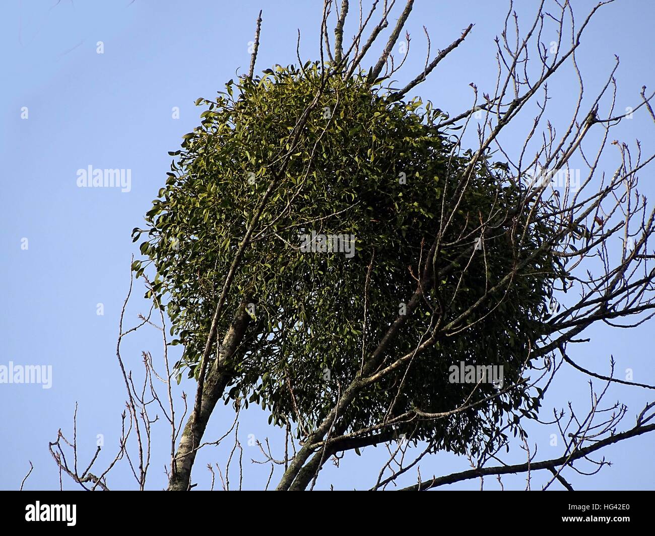 The Big Mistletoe in the Poplar Crown Photo 11/24/2016 lat. Viscum ...