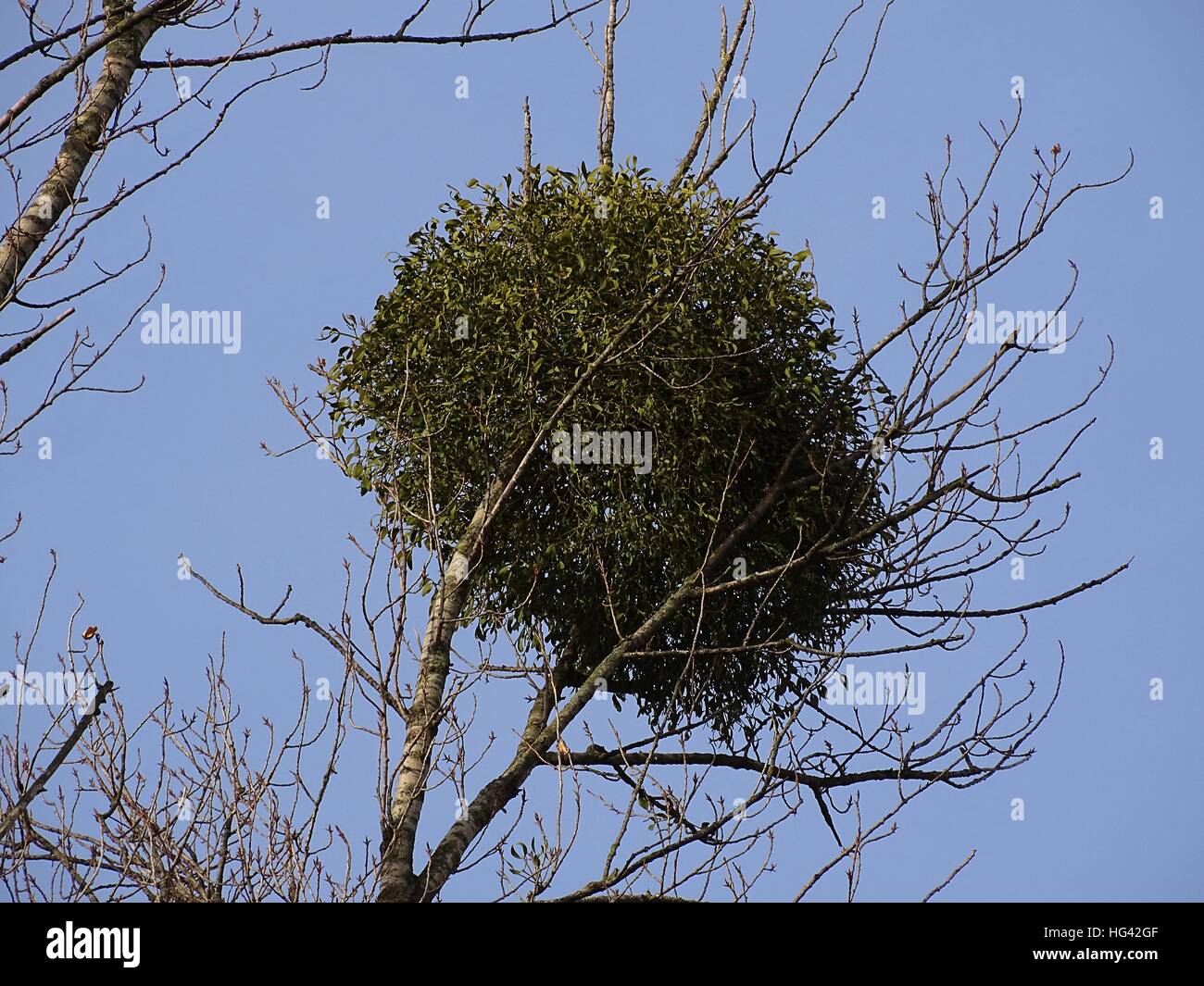 The Big Mistletoe in the Poplar Crown Photo 11/24/2016 lat. Viscum ...