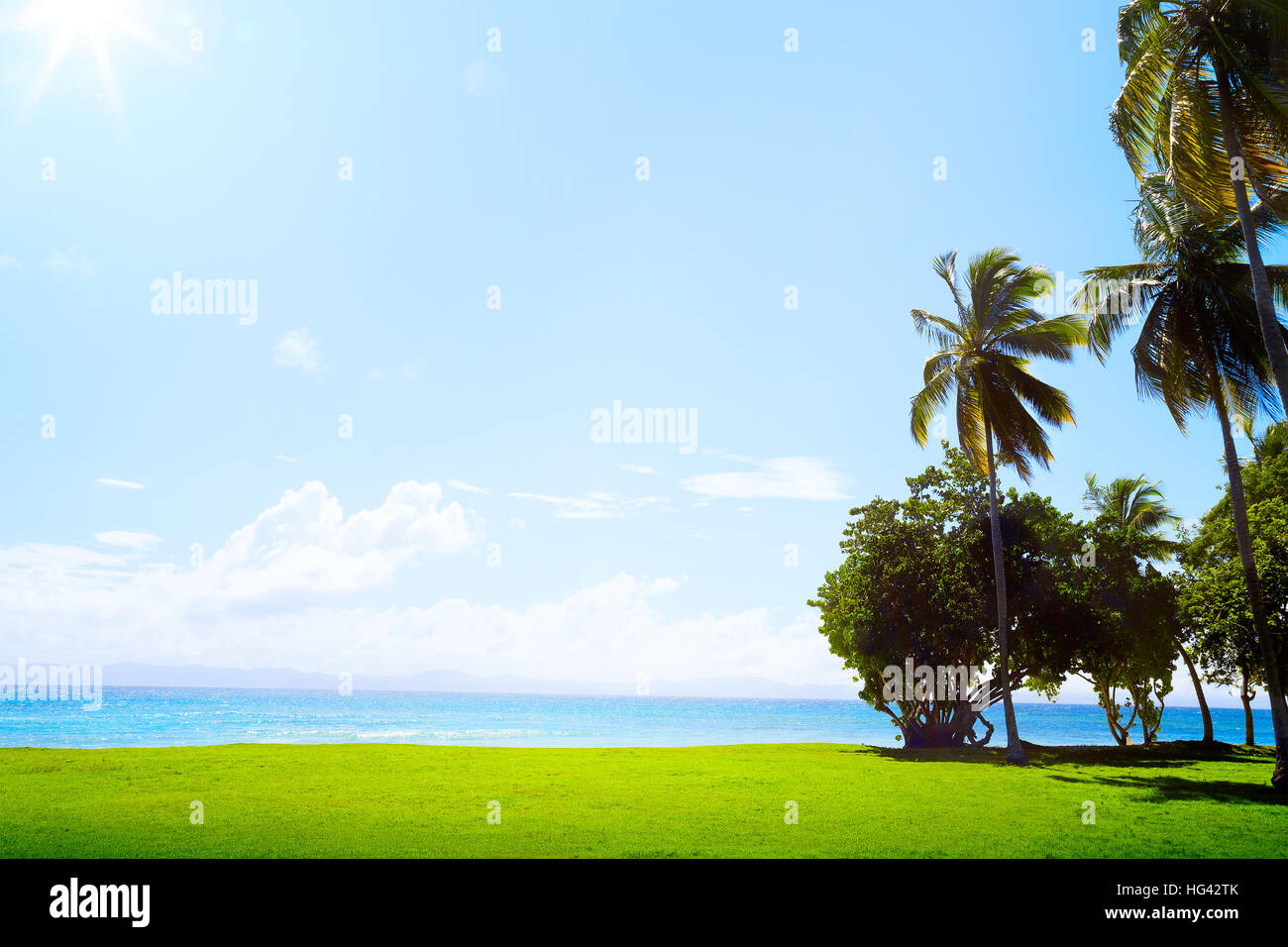 art Coconut palm on golf course grass and Caribbean sea Stock Photo - Alamy