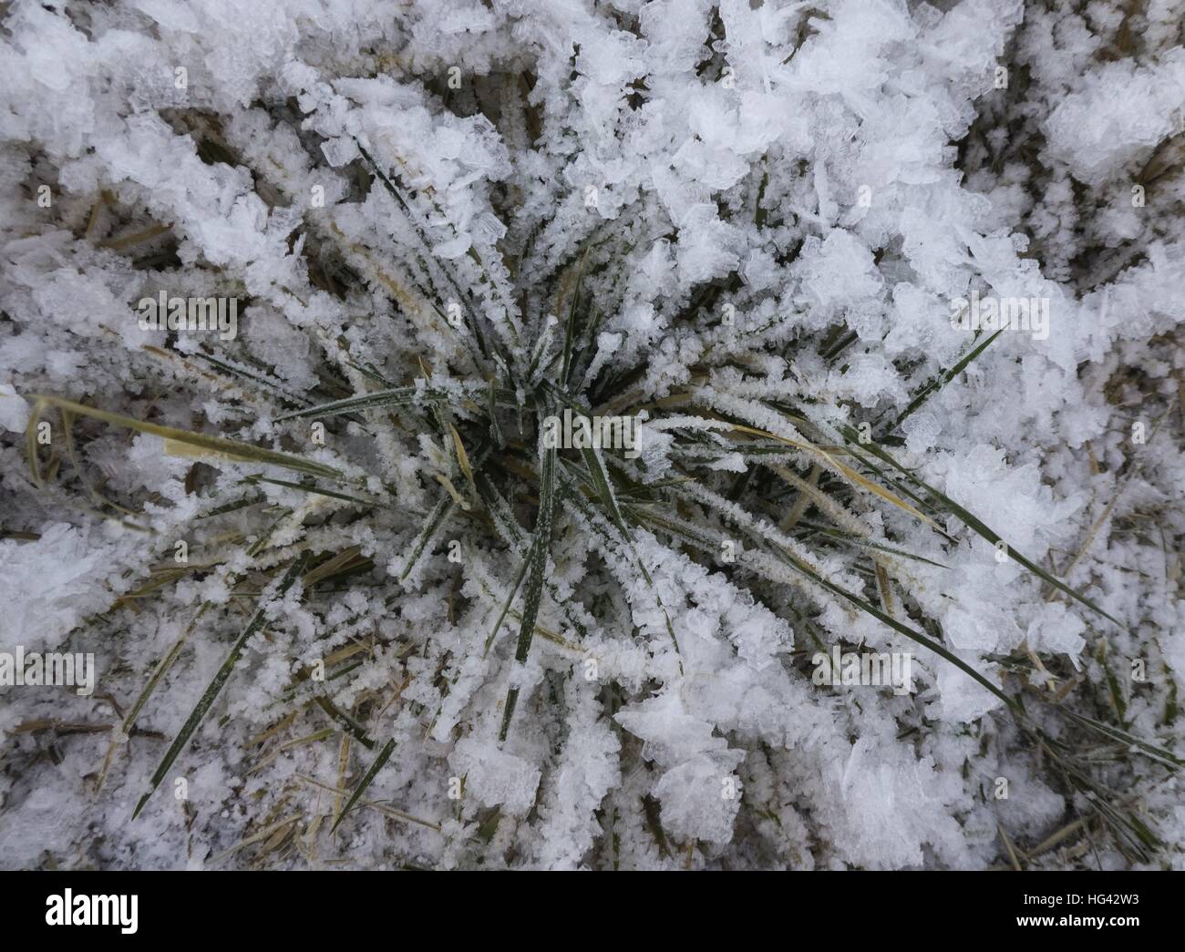 hoar frost on grass, november 2016 | usage worldwide Stock Photo - Alamy