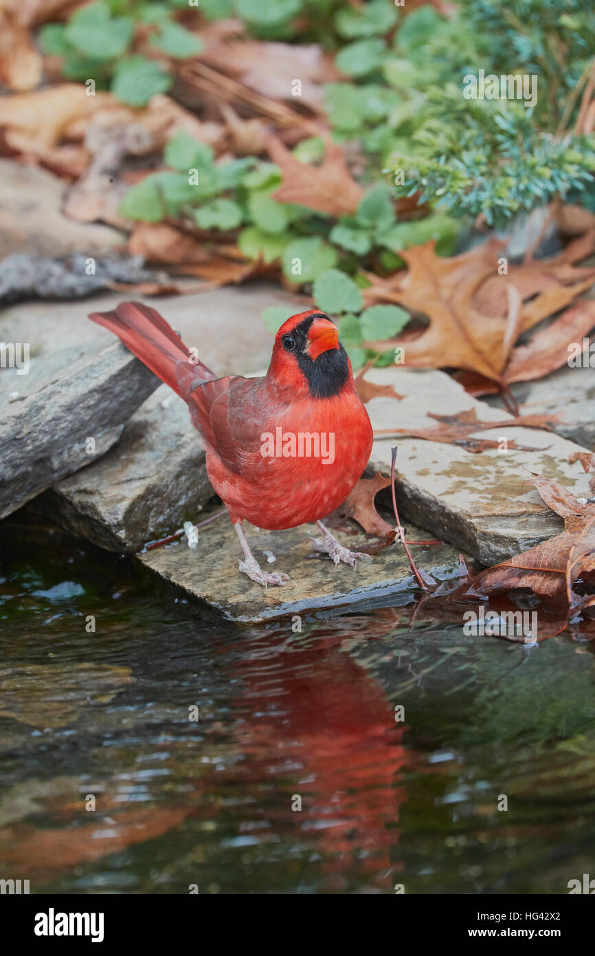 Northern cardinal drinking water hi-res stock photography and images ...