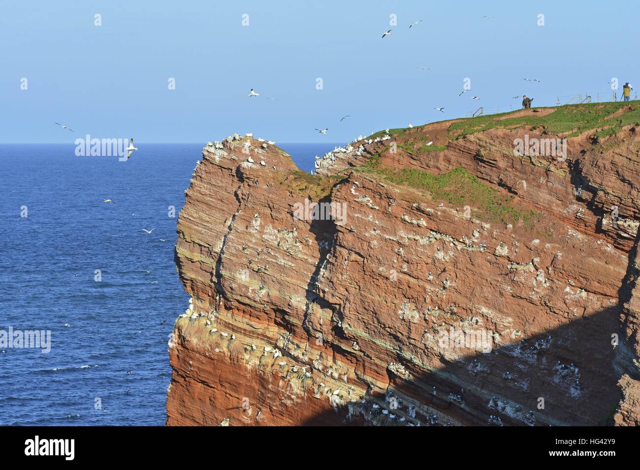A red bird cliff on Heligoland with birds and bird watchers high above ...