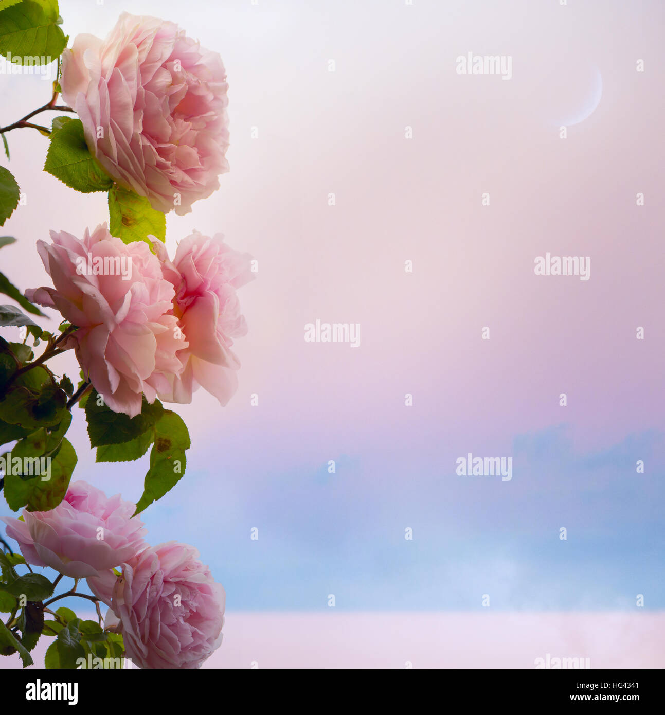 art flowers roses romantic evening on Park Lake Stock Photo - Alamy