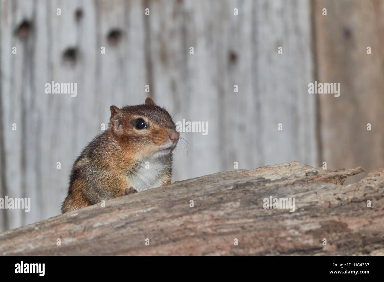 Chipmunk looking hi-res stock photography and images - Alamy